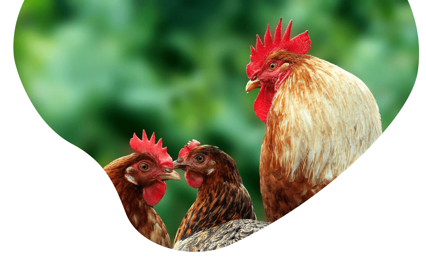 Home - Advanced Poultry Nutrition Consulting Across the MEA Region